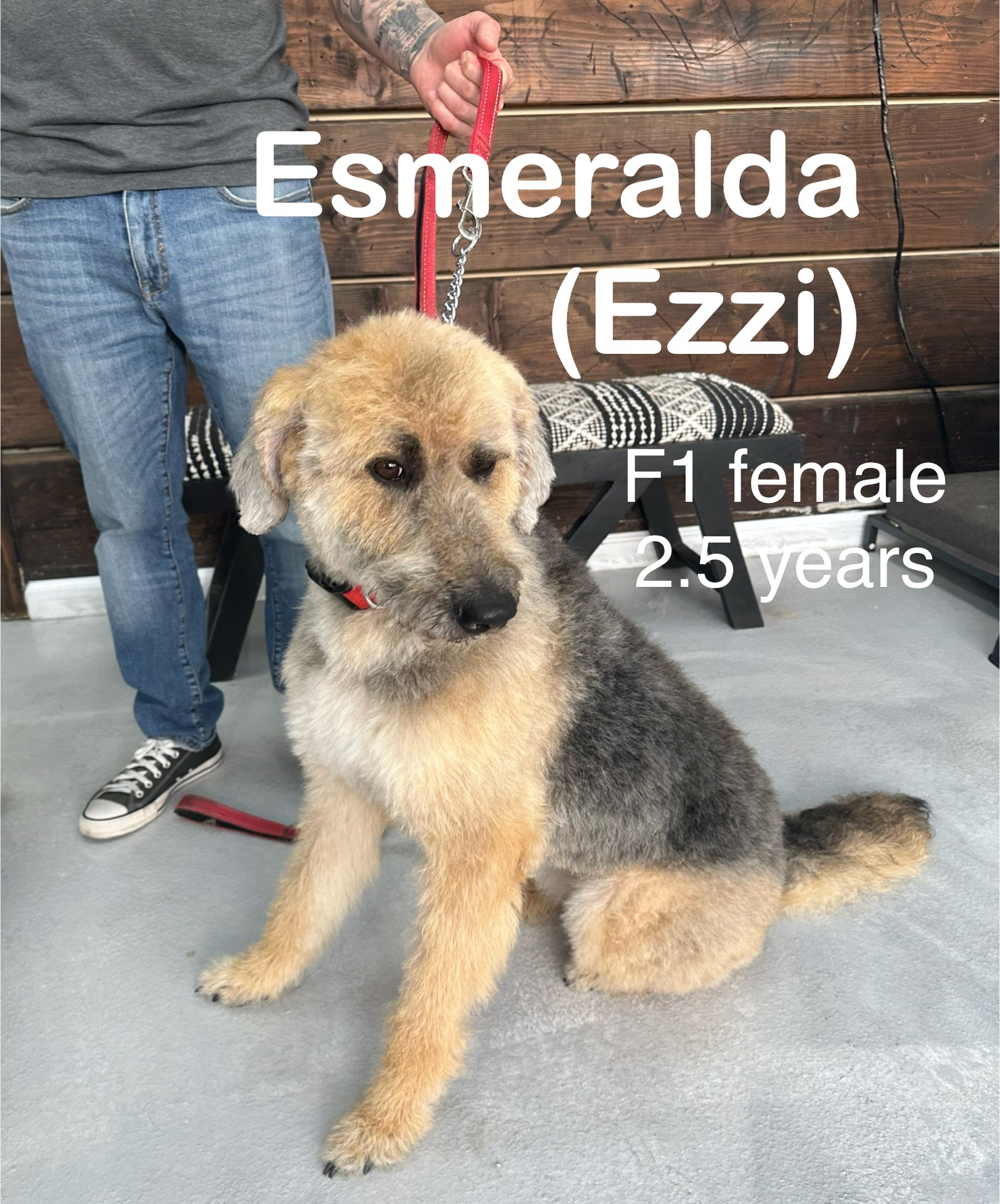 Shepadoodle | Non Shedding hypo allergenic or designer dog. California ...